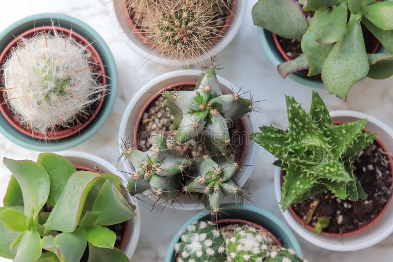 Different Cacti on a Marble Surface, Top View Stock Photo - Image of ...