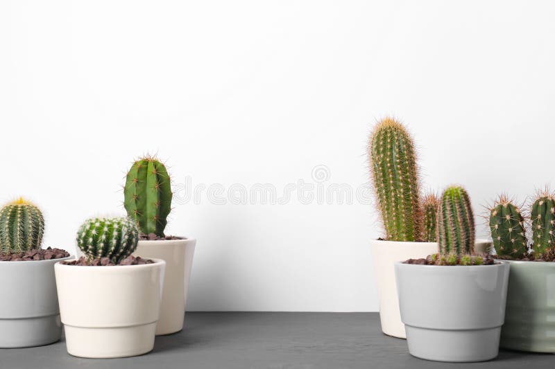 Different Cacti in Pots on Gray Wooden Table Stock Image - Image of ...