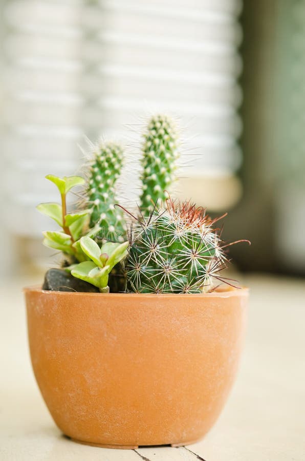 Different cactus plants stock image. Image of flowerpot - 33642845