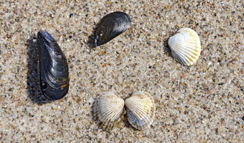 Different clam-shells stock image. Image of beach, flotsam - 73974131