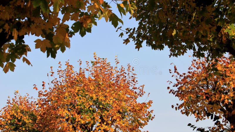 Different Color of Autumn Leaves Stock Image - Image of green, leaves ...