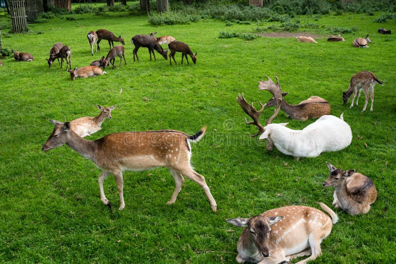 Different Color Deer Family Resting on Green Grass in a Park Stock ...