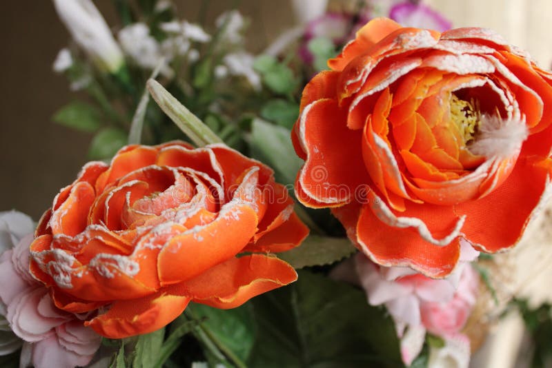 Different Color Flowers stock photo. Image of pink, plant - 245459988