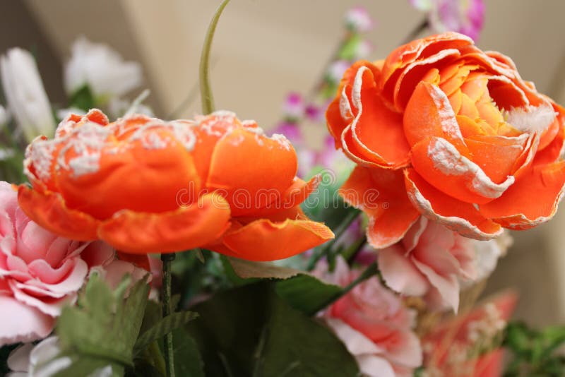 Different Color Flowers stock image. Image of pink, color - 245461063