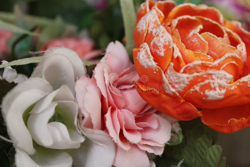 Different Color Flowers stock image. Image of white - 245461615