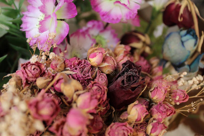 Different Color Flowers stock image. Image of lavender - 245459901