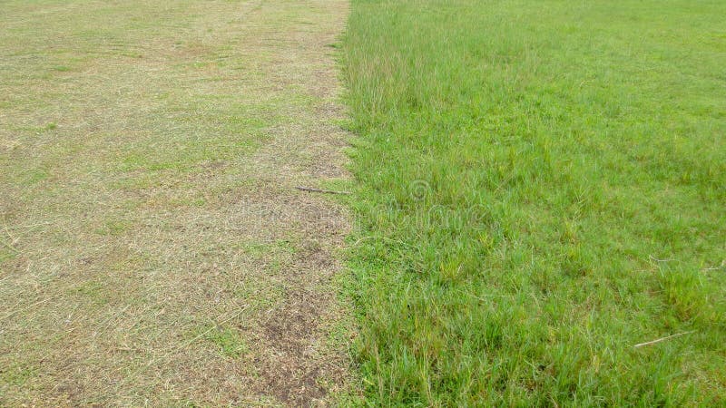Different Color of Green Grass in Football Field Stock Photo - Image of ...