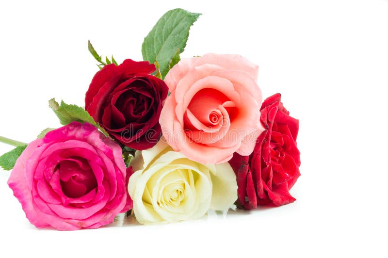 Different Color Roses On White Background Stock Photo - Image of ...