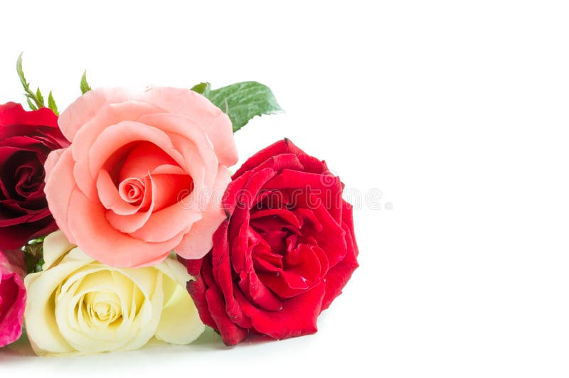 Different Color Roses on White Background Stock Photo - Image of ...