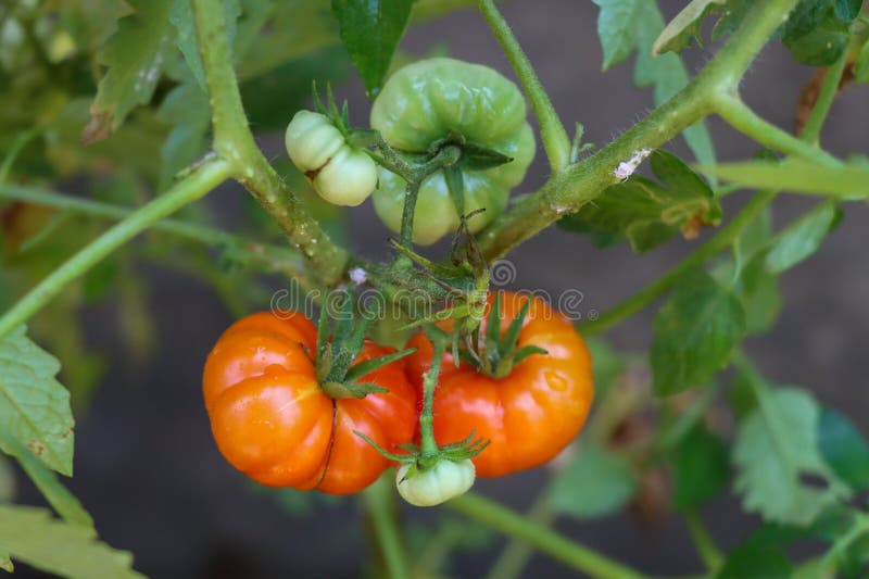 White pests of plants stock photo. Image of plants, beauty - 206976792