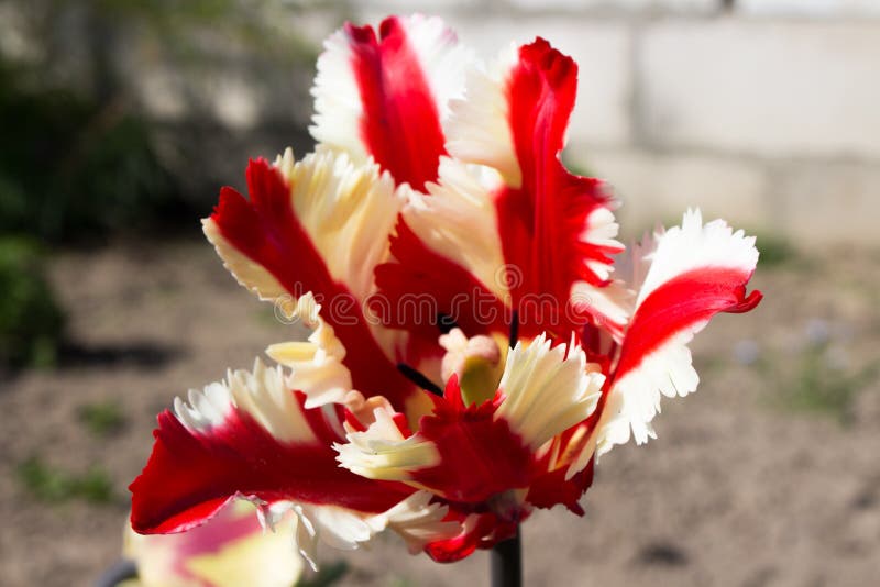 Different Color Tulip Flowers, Tulips in Spring Stock Photo - Image of ...