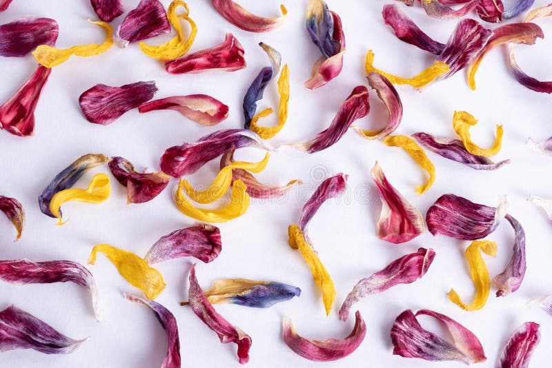 Different Color Tulip Petals on a White Sheet Stock Image - Image of ...