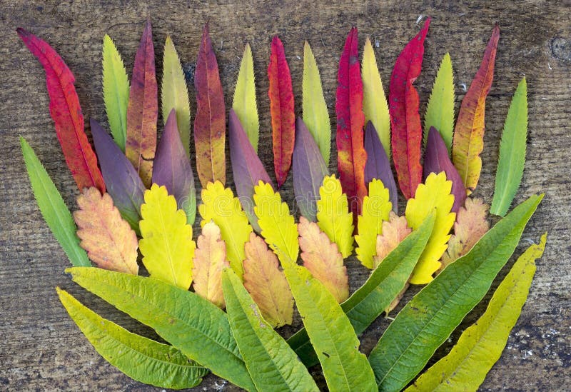 Different Colored Autumn Leaves Stock Image - Image of diverse, plant ...