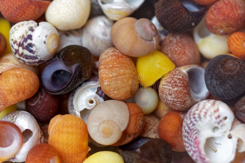 Different Colored Beach Snails from Brittany Stock Image - Image of ...