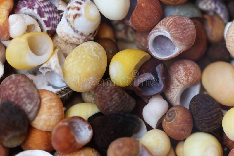 Different Colored Beach Snails from Brittany Stock Photo - Image of ...