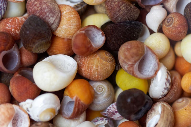 Different Colored Beach Snails from Brittany Stock Image - Image of ...