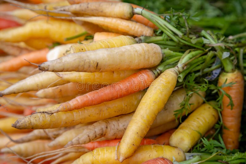 Different Colored Carrots In Market Stock Image - Image of yellow ...