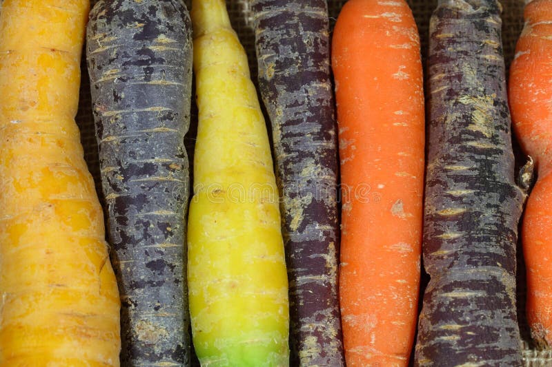 Colored Carrots Stock Photos - Download 2,920 Royalty Free Photos