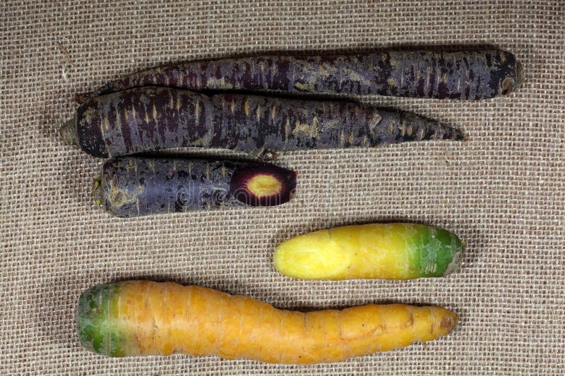 Different colored carrots stock photo. Image of organic - 69423864