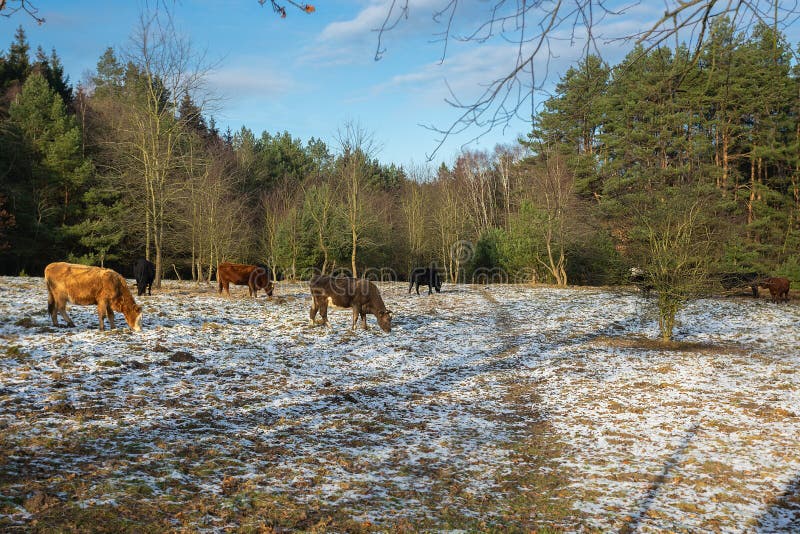 Different colored cattle stock photo. Image of livestock - 208016246