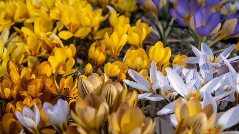 Different Colored Crocuses. Flowers in a Flower Bed in Spring Blooming ...