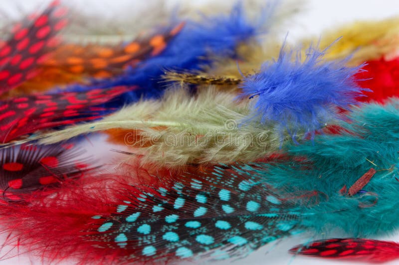 Different Colored Feathers with White Background Stock Photo - Image of ...