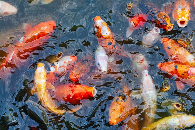 Different Colored Fish Carp, Hungry Fish, Koi Fish Stock Image - Image ...