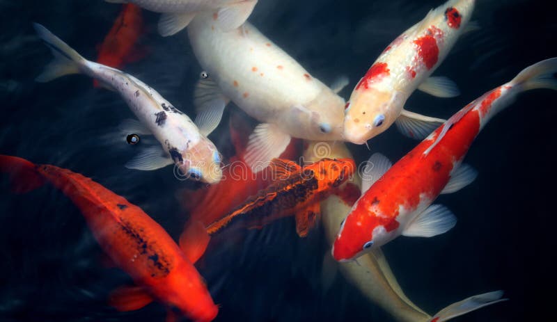 Different Colored Fish Carp Stock Image - Image of goldfish, gardening ...