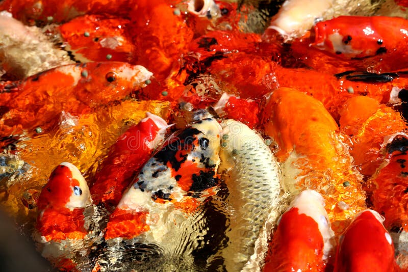 Different Colored Fish Carp Stock Image - Image of fish, carp: 89470699