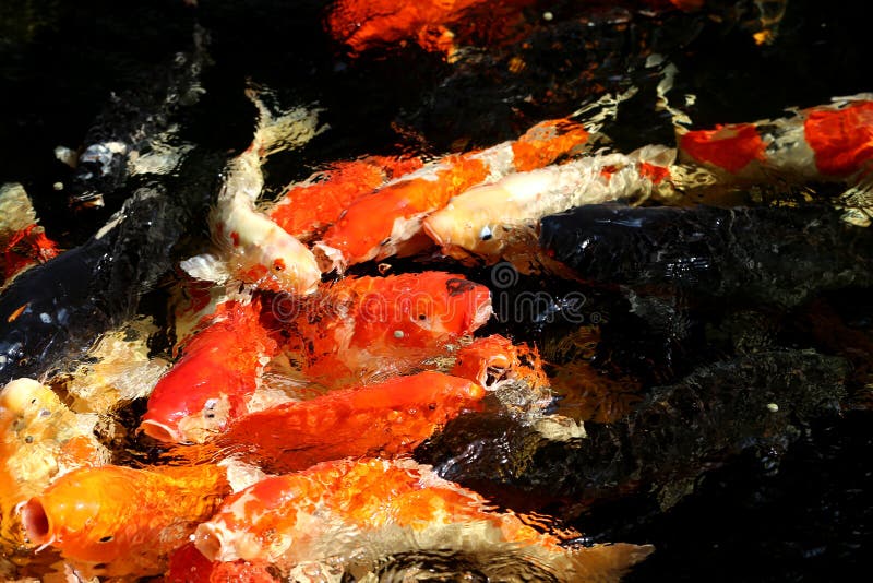 Different Colored Fish Carp Stock Photo - Image of exotic, colour: 89470764