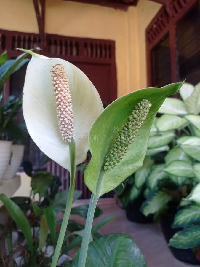 Different Colored Flower Buds Stock Photo - Image of morning, flower ...