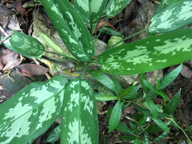 Different Colored Leaf Shapes and Species Stock Image - Image of garden ...