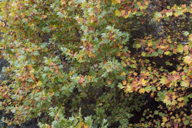 Different Colored Leaves of a Large Tree in Autumn Stock Photo - Image ...