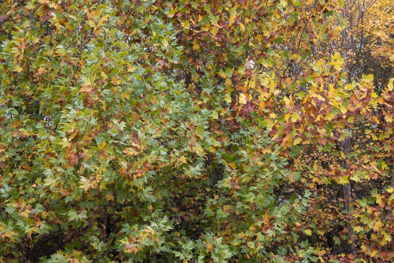 Different Colored Leaves of a Large Tree in Autumn Stock Image - Image ...