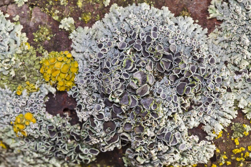 Colored lichen stock photo. Image of green, yellow, abstraction - 30122604