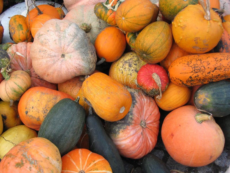Different colored pumpkins stock image. Image of harvest - 147815583