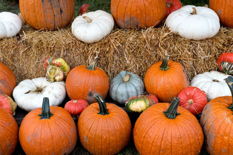 Different colored pumpkins stock photo. Image of decoration - 78519280