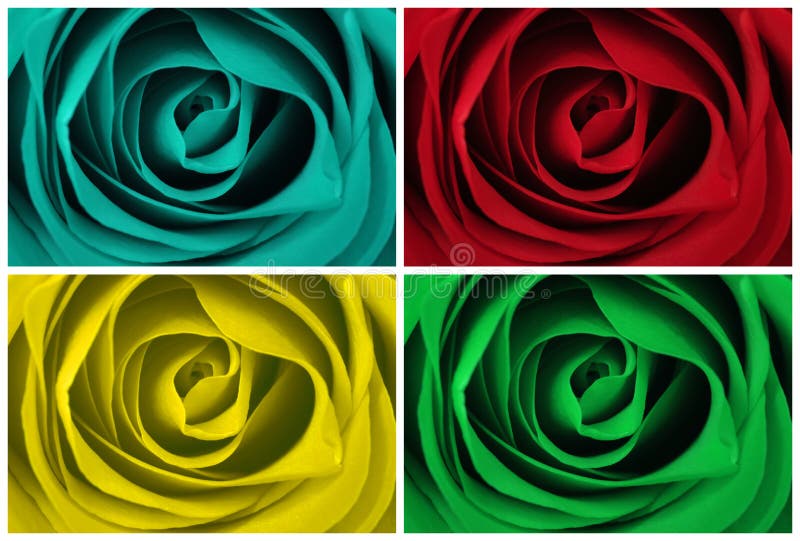 Different Colored Roses stock photo. Image of leaf, abloom - 12784268