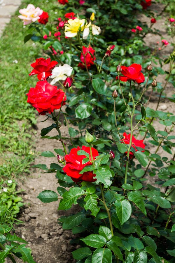 Different colored roses stock photo. Image of blooming - 162190762