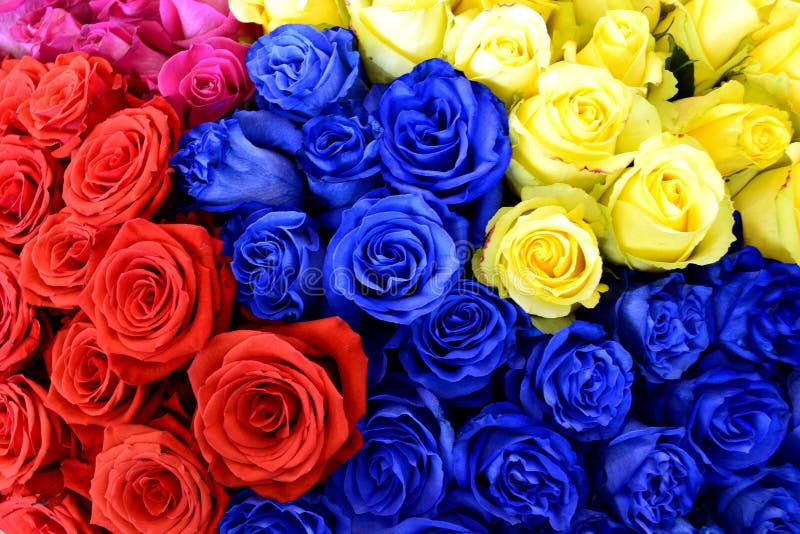 Different Colored Roses at the International Flower Stock Image - Image ...
