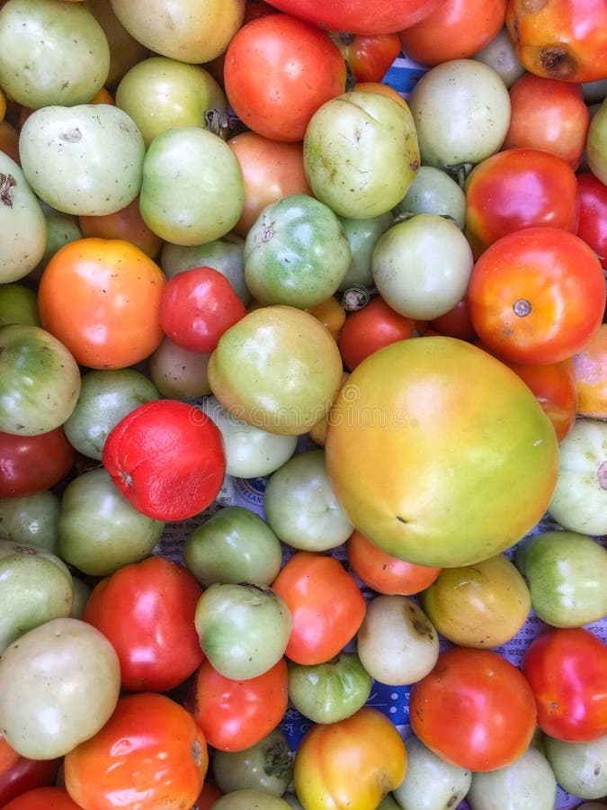 Different colored Tomatoes stock image. Image of tree - 208767003