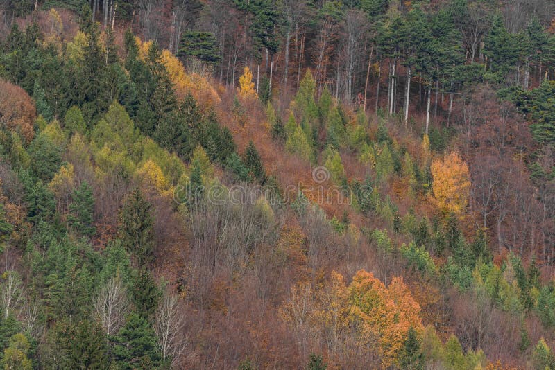Different Colored Trees in the Forest in Spring Stock Photo - Image of ...