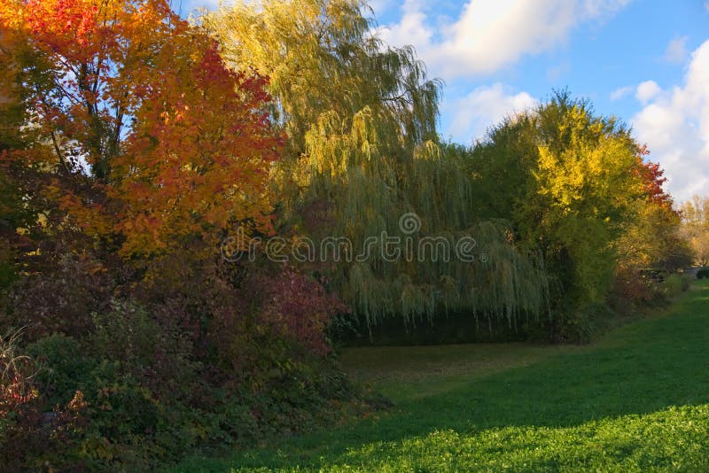 Different Colored Trees One Another at the Edge of a Meadow, Autumn ...