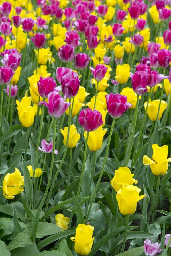 Different colored tulips stock photo. Image of sunlight - 41483086