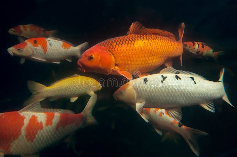 Different Colorful Koi Fishes Stock Image - Image of fauna, fishes ...