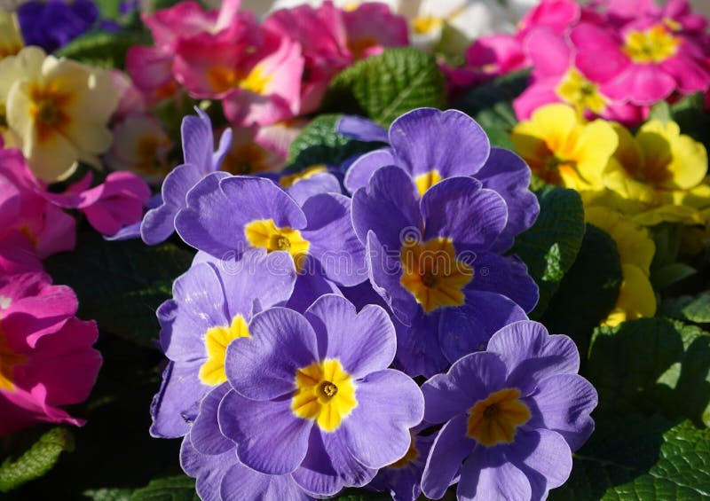 Different Colorful Primula Primrose in Blue, Pink, Yellow and Violet ...
