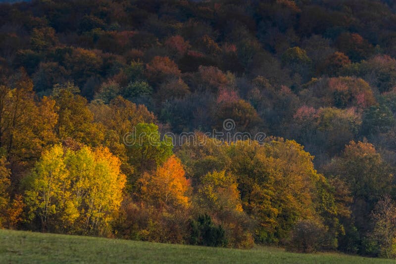 Different Colors in Autumn Forest while Mountain Biking Stock Photo ...