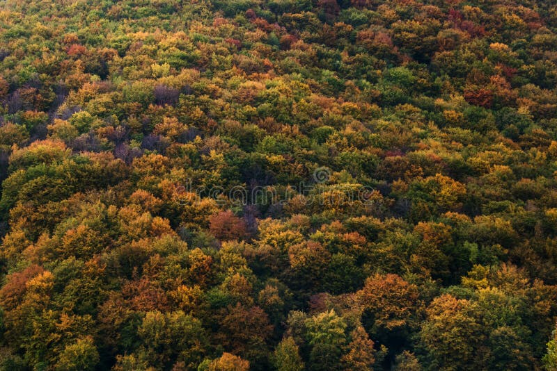 Different Colors Autumn Forest Stock Photo - Image of landscape ...