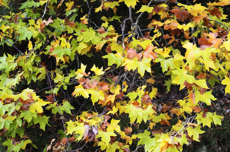 Different Colors in Autumn Leaves Stock Image - Image of tree, bright ...