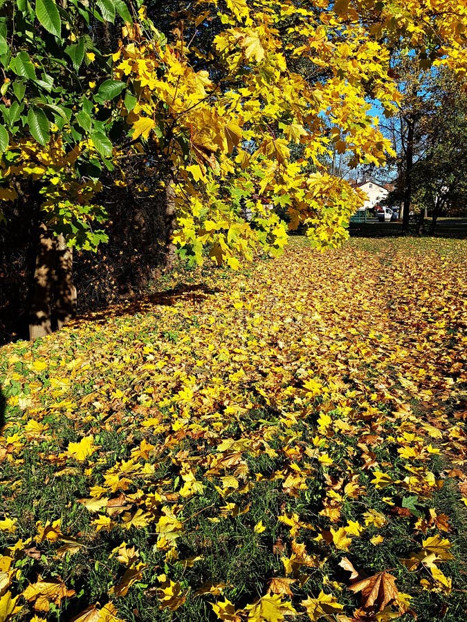 Different Colors Autumn Leaves on Trees and Fallen on the Ground Stock ...